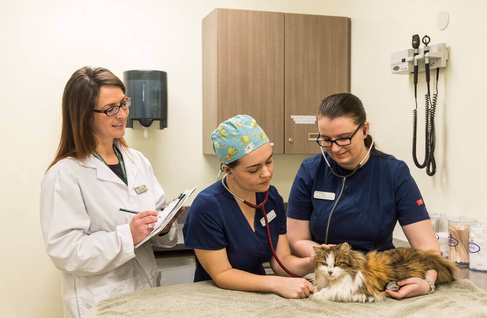 Veterinary Technician - School of Wellness, Public Safety & Community ...