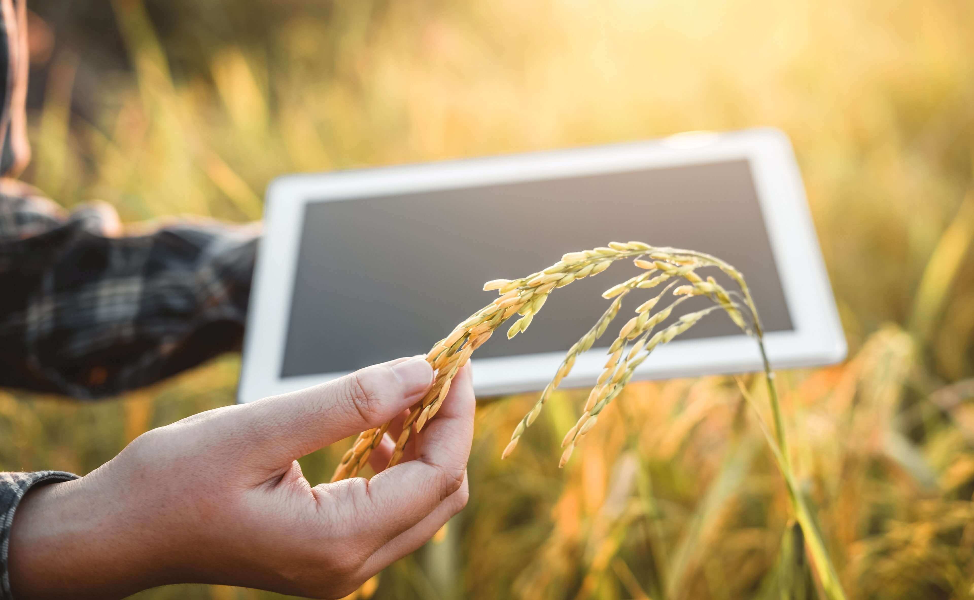 Bachelor of Culinary Arts and Food Science - School of Business ...