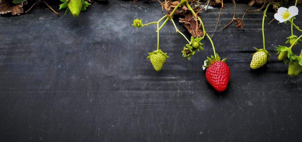 AC will mark National Indigenous Peoples Day with strawberries and ...