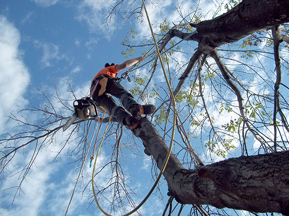 Student Experience, Urban Forestry - Arboriculture, Algonquin College