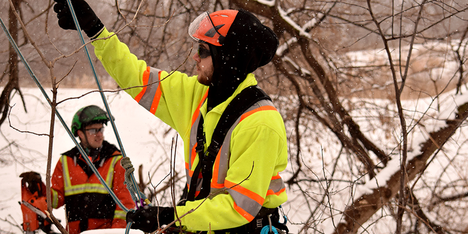 Urban Forestry - Arboriculture - Ontario College Certificate - Full ...