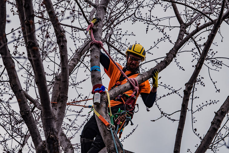 Best practices for rigging in arboriculture pdf - chickopm