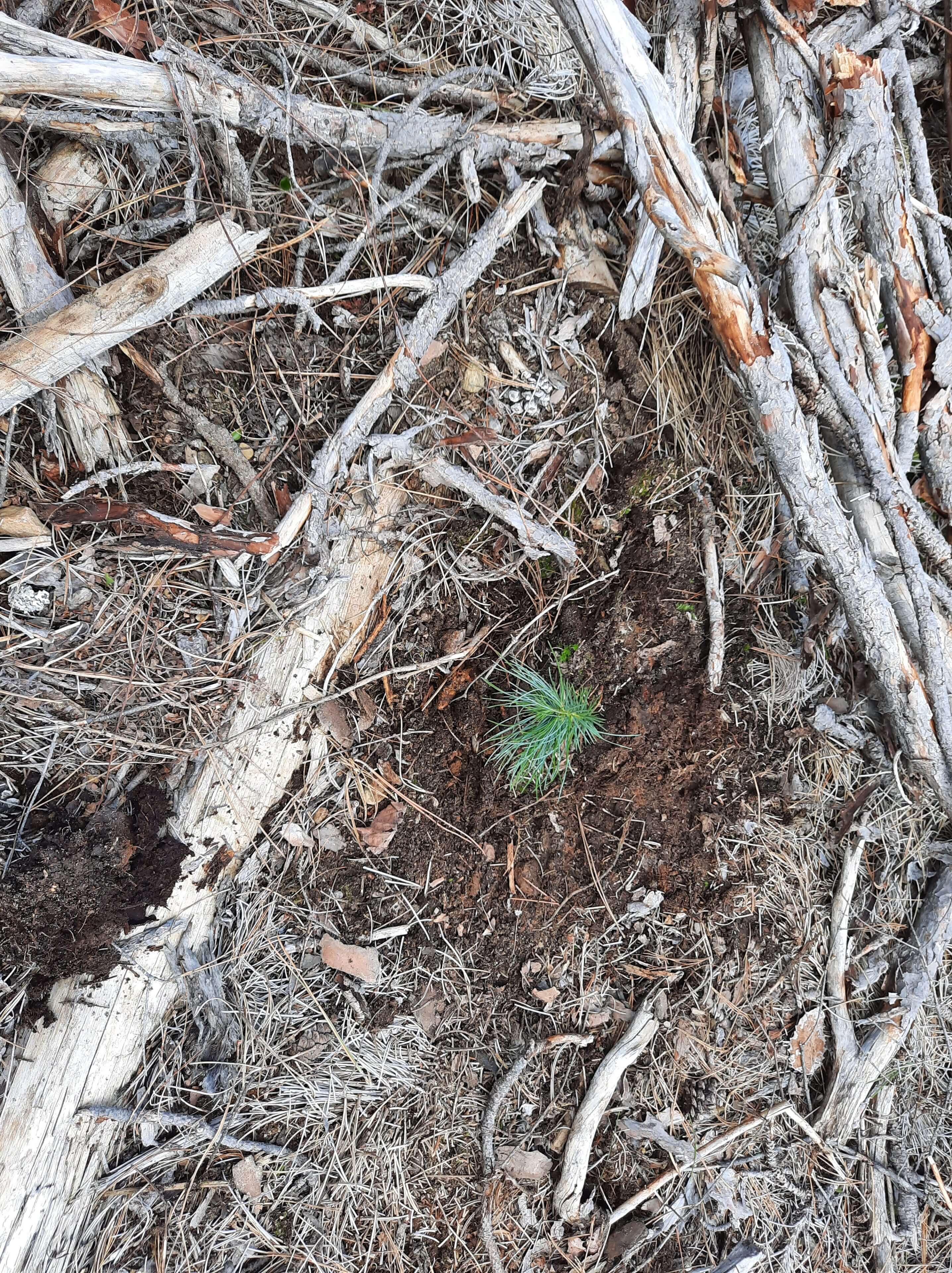 30,000 Trees Planted by Forestry Technician Students - Pembroke Campus